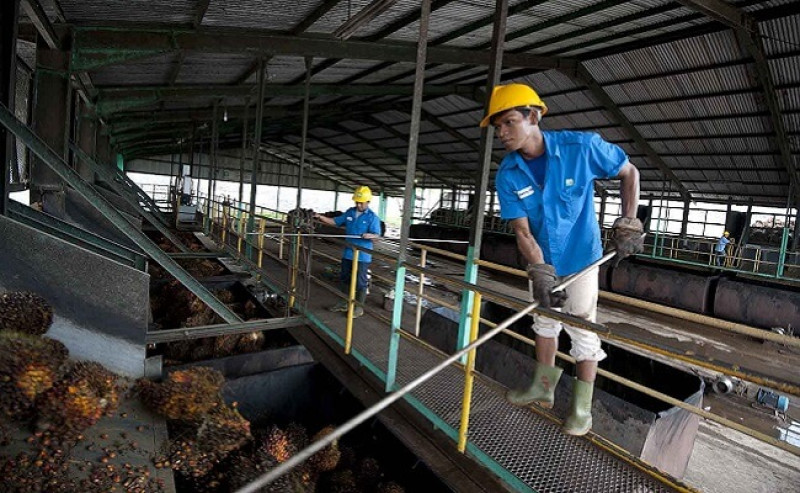 Palm Oil News - DSNG CPO Production Increased 17 Percent in 2022